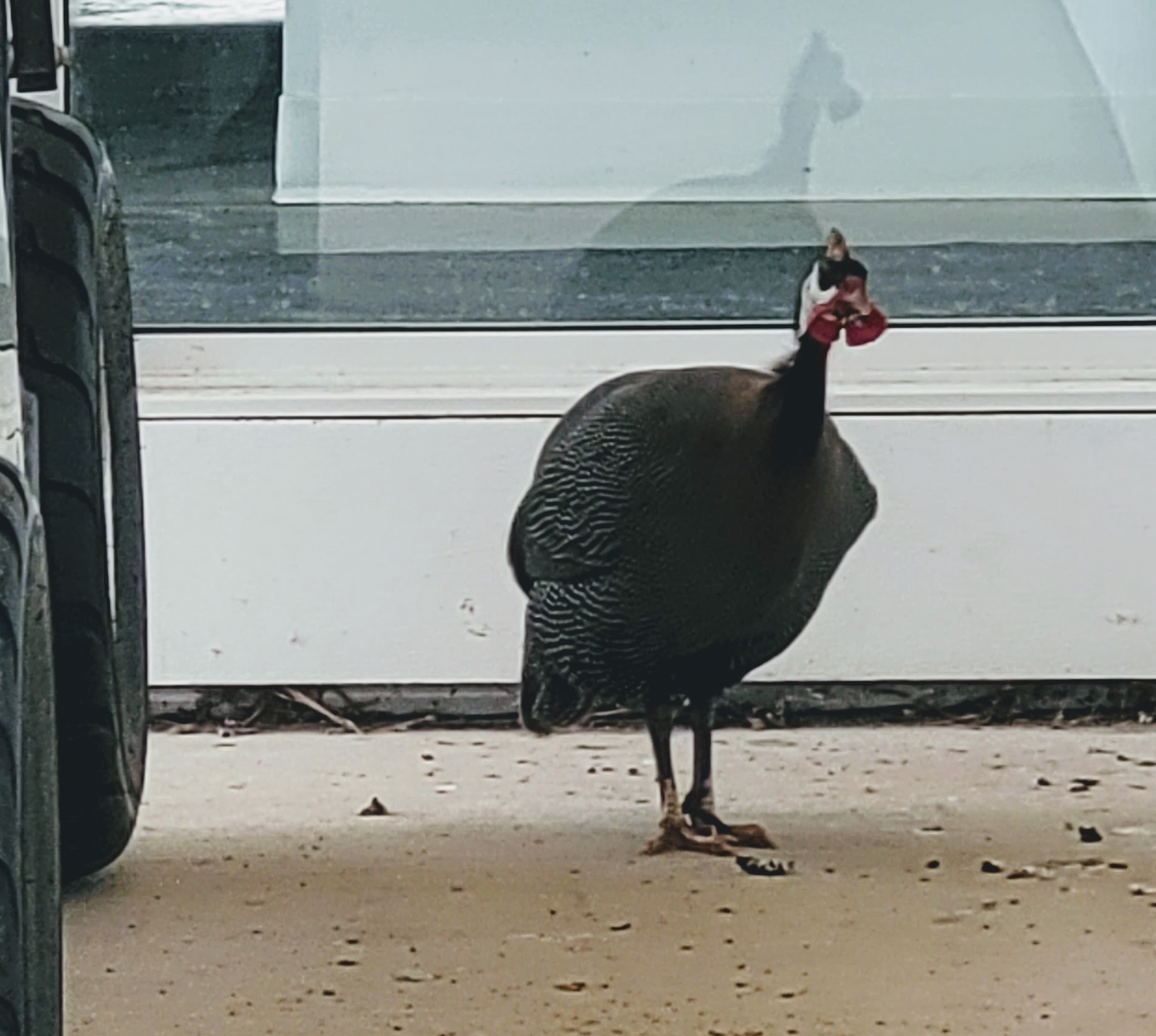 SSRS/PBI RS Error: Cannot read the next data row for the dataset – Data ...